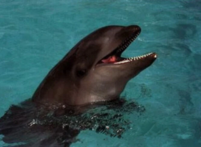 Wholphin (Hybrid Age) | Future | Fandom