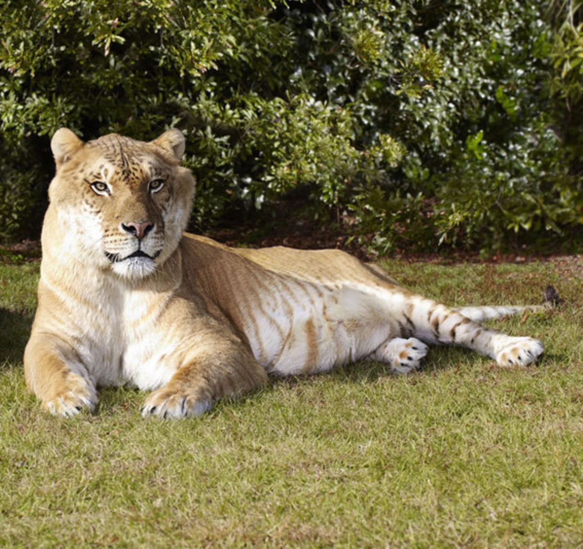 Liger (Hybrid Age) | Future | Fandom