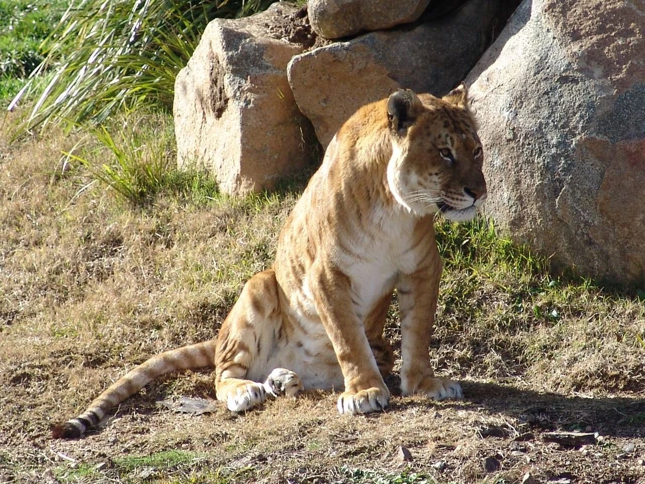 Tigon (Hybrid Age) | Future | Fandom