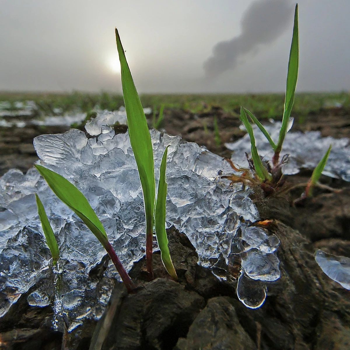 2009 Russian Ice Catastrophe | Futurewiki | Fandom