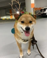 Shuhua | (G)I-DLE Wiki | Fandom