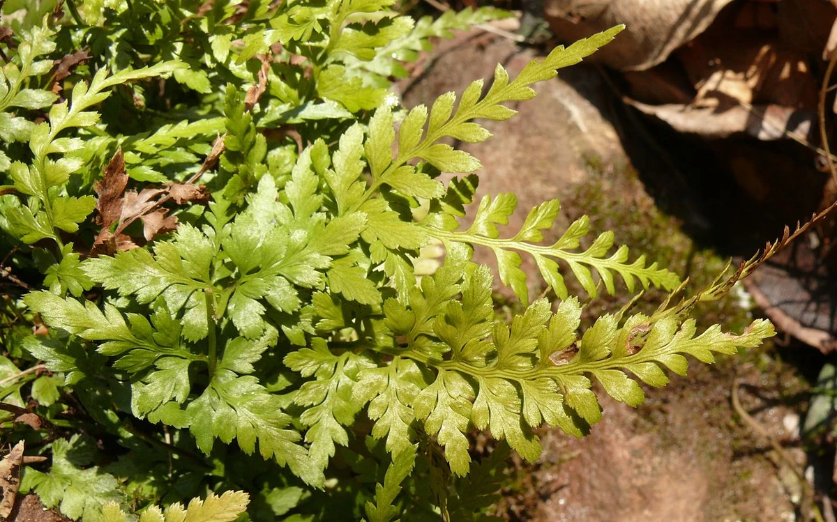 Asplenium adiantum-nigrum | Gabaniki Wiki | Fandom