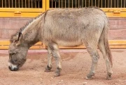 Burro | Gaceta Mundial Wiki | Fandom