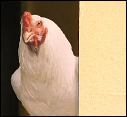 Chicken | Gagfilms Wiki | Fandom