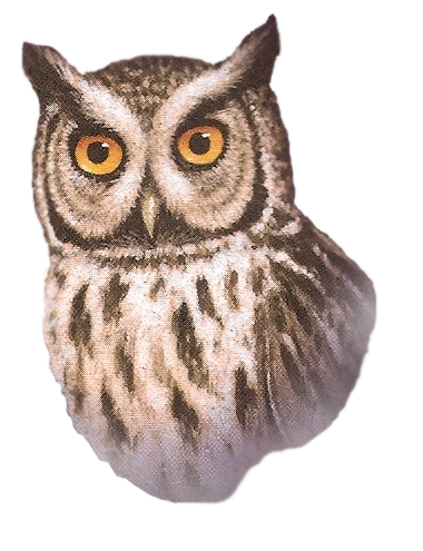 Spoorn | Ga'Hoole Universe Wiki | Fandom