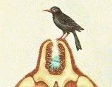 Tick Bird | Gaia Wildlife Wiki | Fandom