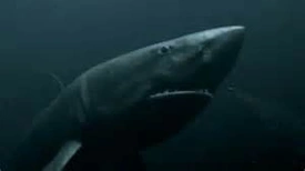 Mega Shark | Galactic Creatures Wiki | Fandom