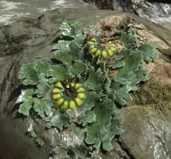 Acrid Pod | Galactic Creatures Wiki | Fandom