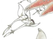 Velker | Galactic Creatures Wiki | Fandom