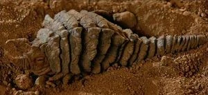 Ceti Eel | Galactic Creatures Wiki | Fandom
