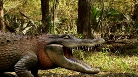 Redneck Gator | Galactic Creatures Wiki | Fandom