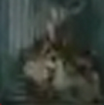 Giant Toad (The Cabin in the Woods) | Galactic Creatures Wiki | Fandom