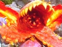 Venus Claptrap | Galactic Creatures Wiki | Fandom