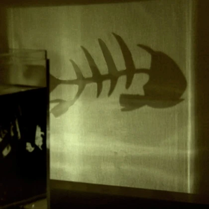 Invisible Fish | Galactic Creatures Wiki | Fandom