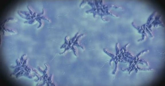 Multicellular Alien Microorganisms | Galactic Creatures Wiki | Fandom