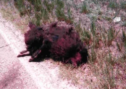 Devil Monkey | Galactic Creatures Wiki | Fandom