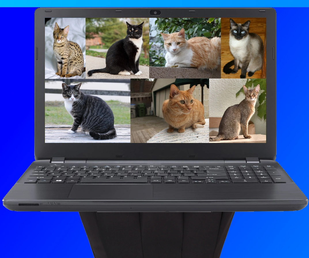 Cat | Galactic Database Wikia | Fandom