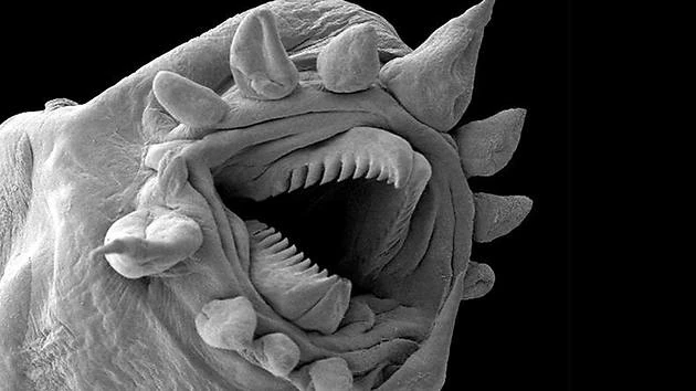 Razorworm | Galatic Confederation Wiki | Fandom