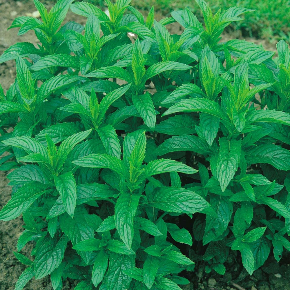 Mint | Gallows Hill Wiki | Fandom