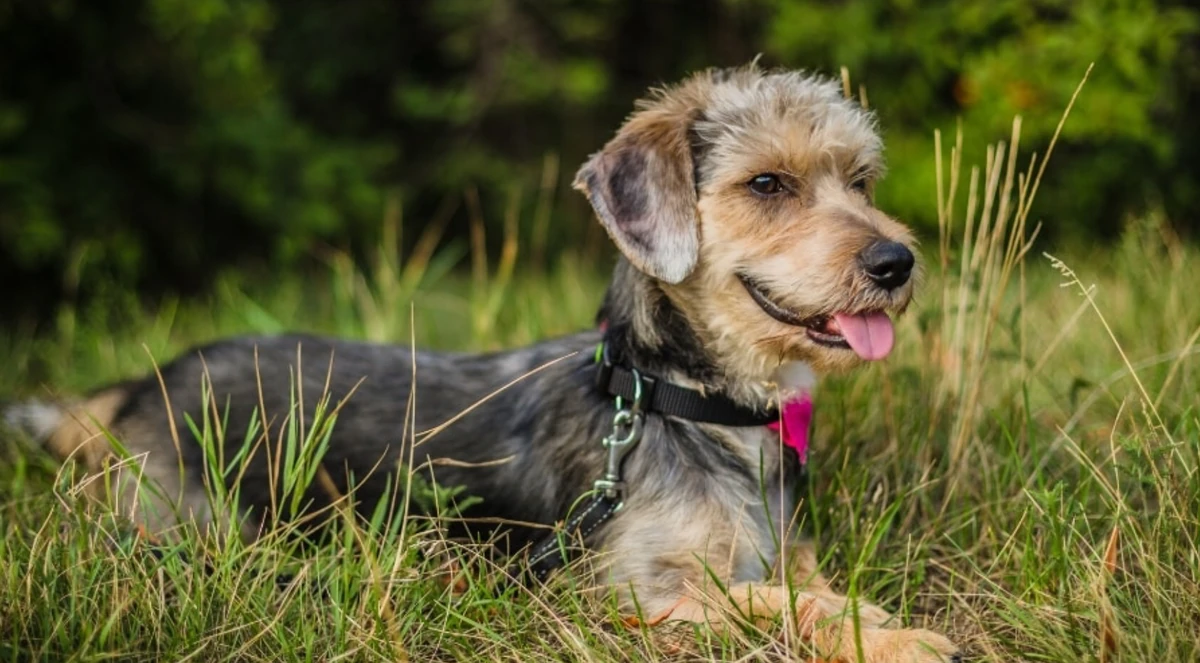 Anya | Game Changers Series - Rachel Reid Wiki | Fandom