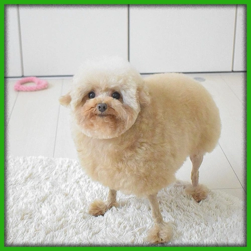 Kou Chi | The Ring Wiki | Fandom