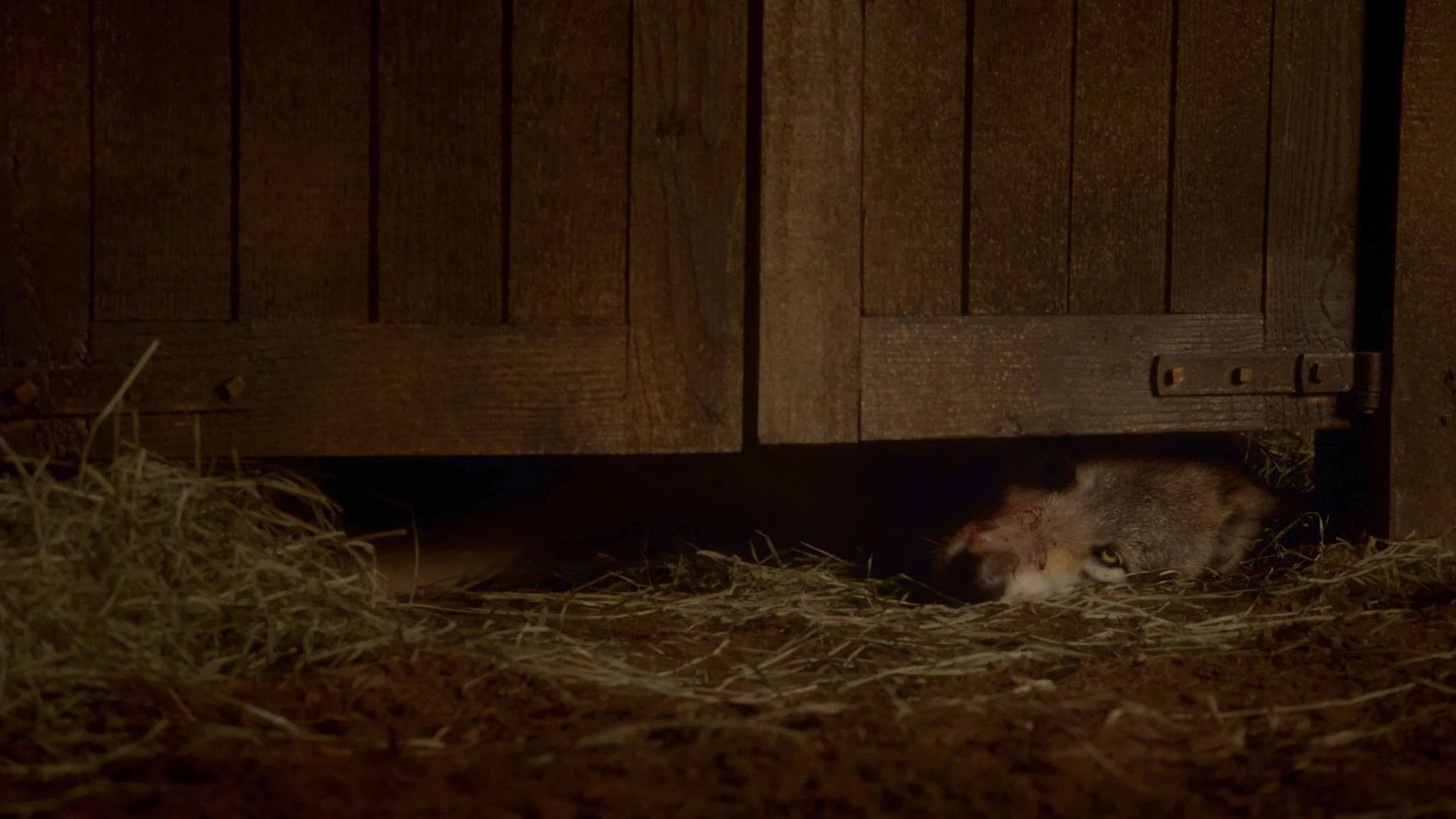 Robb Stark Grey Wind Head