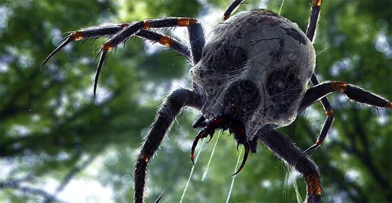Giant Jungle Spiders