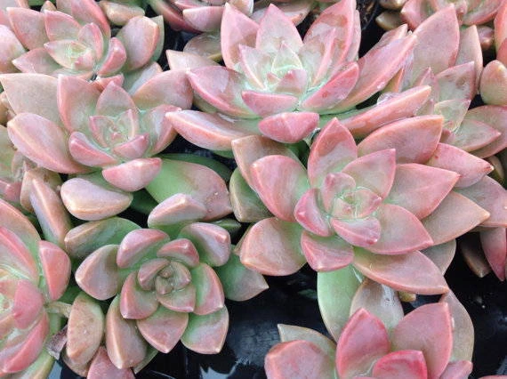 Blood-Bloom Flower | Game of Thrones fanon Wiki | Fandom