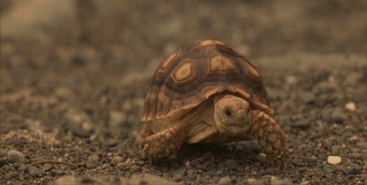 Toto/Gallery | Gamera Wiki | Fandom