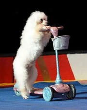 Olate Dogs | Game Shows Wiki | Fandom