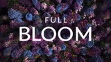 Full Bloom | Game Shows Wiki | Fandom