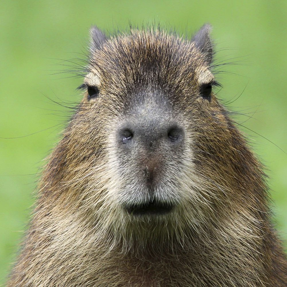 Capybara | GameToons Reloaded Wiki | Fandom