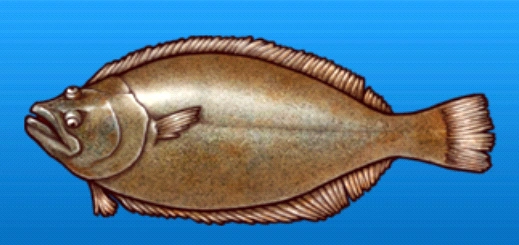 Halibut | Fishing Superstars Wiki | Fandom