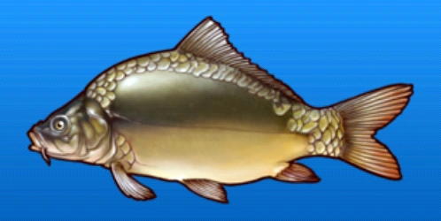 Leather Carp | Fishing Superstars Wiki | Fandom