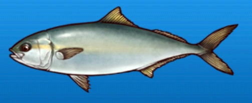 Busiri | Fishing Superstars Wiki | Fandom