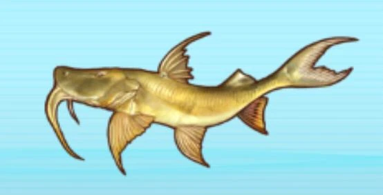 Goonch catfish | Fishing Superstars Wiki | Fandom