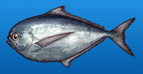 Pacific Pomfret | Fishing Superstars Wiki | Fandom
