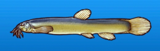 Mudfish | Fishing Superstars Wiki | Fandom