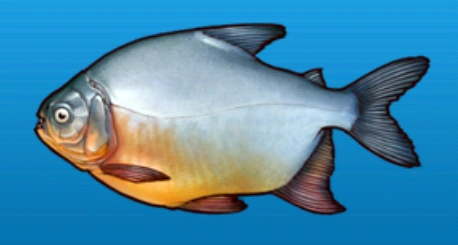 Paku | Fishing Superstars Wiki | Fandom