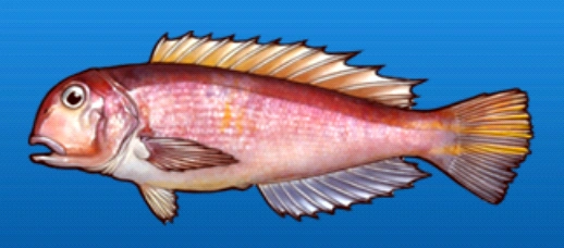 Tilefish | Fishing Superstars Wiki | Fandom