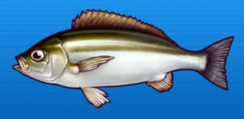 Pigfish | Fishing Superstars Wiki | Fandom