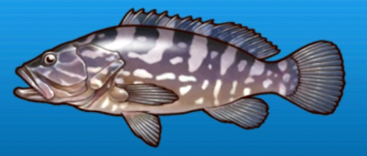 Longtooth Grouper | Fishing Superstars Wiki | Fandom