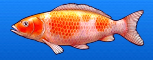Fancy Carp | Fishing Superstars Wiki | Fandom