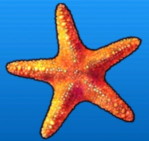Starfish | Fishing Superstars Wiki | Fandom