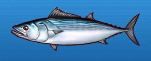 Striped Bonito | Fishing Superstars Wiki | Fandom