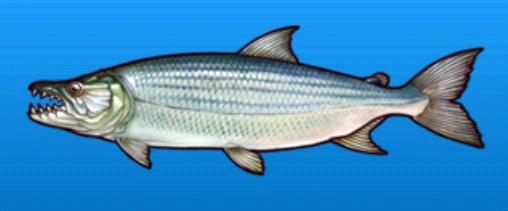 Goliath Tiger | Fishing Superstars Wiki | Fandom