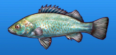 Spangle Perch | Fishing Superstars Wiki | Fandom