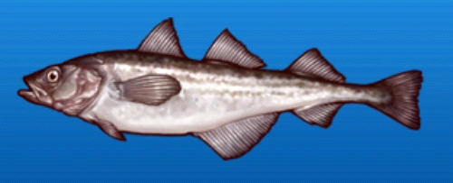 Alaska Pollock | Fishing Superstars Wiki | Fandom