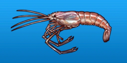 River Prawn | Fishing Superstars Wiki | Fandom