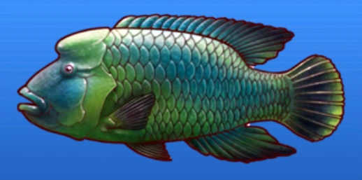 Napoleon Fish | Fishing Superstars Wiki | Fandom